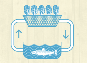 DuckPonics for Organic Vegtables and Fruit | Indiegogo