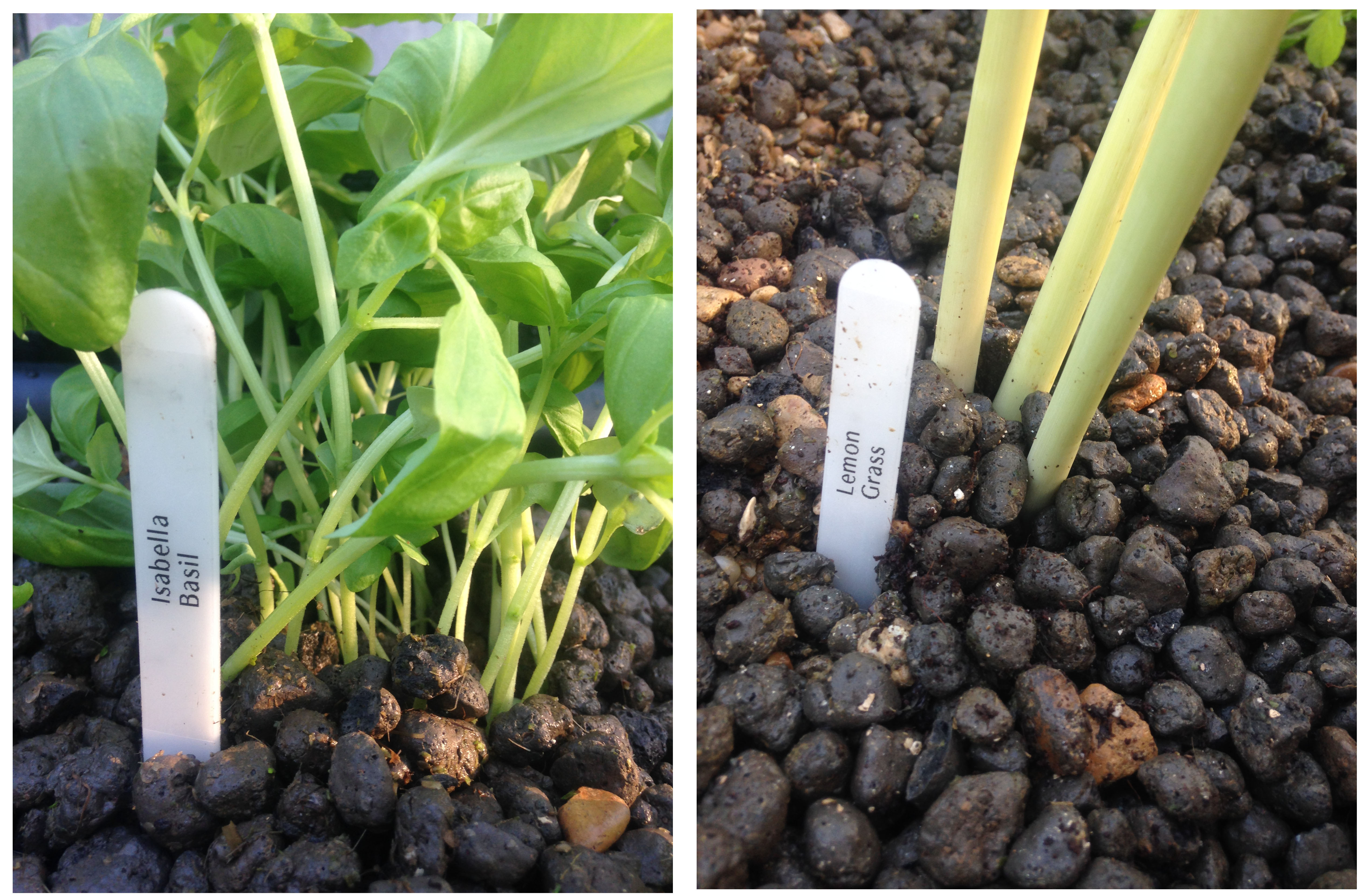 DuckPonics for Organic Vegtables and Fruit | Indiegogo