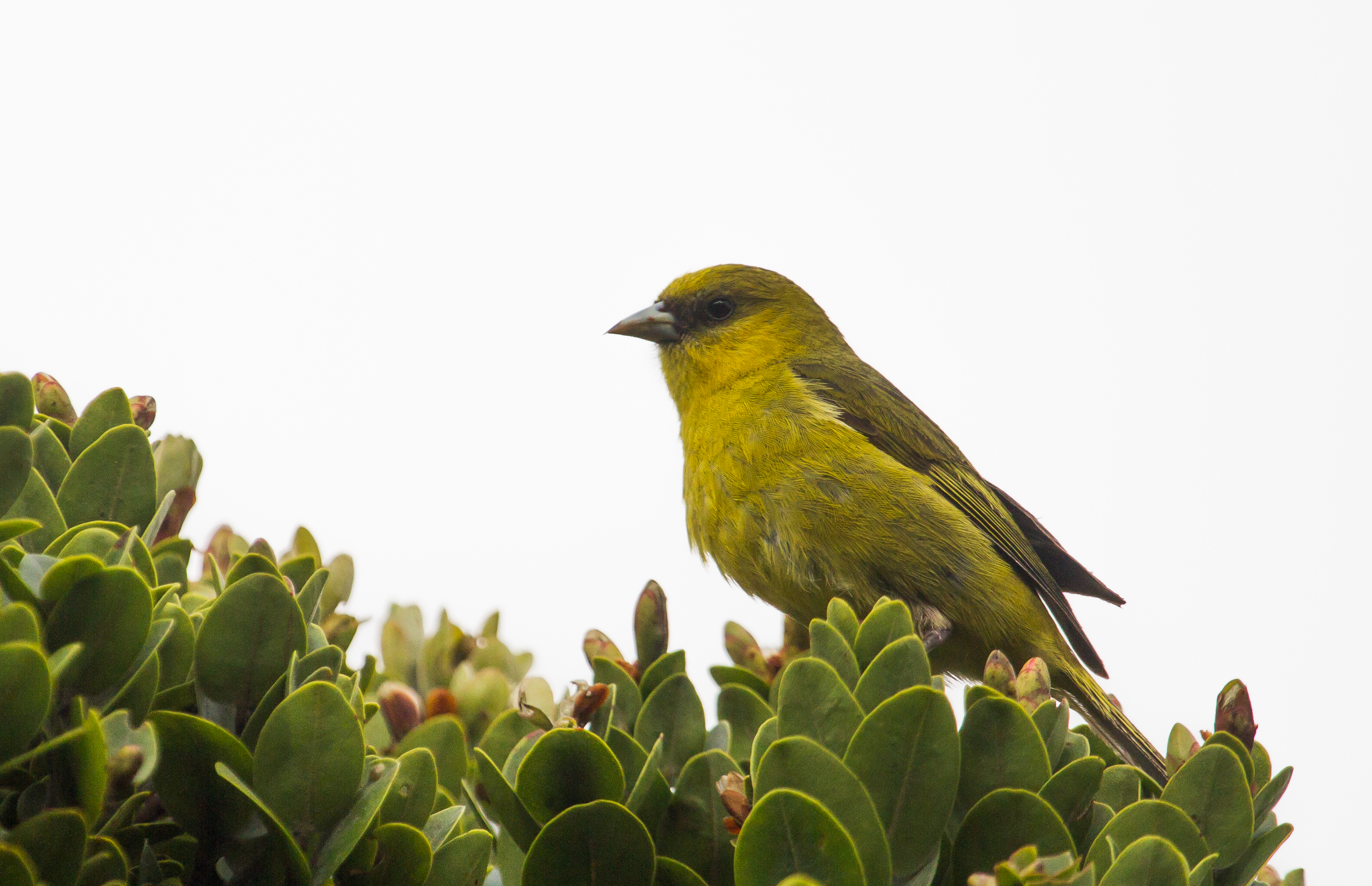 Protect Hawaii's Stunning Endangered Forest Birds | Indiegogo