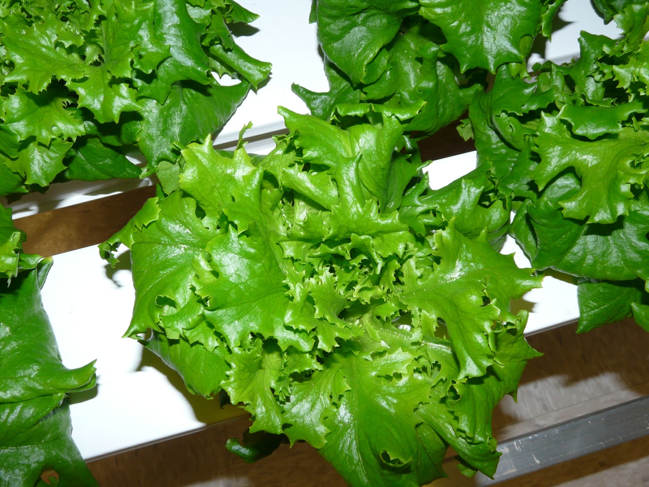 Local Greens | Indiegogo