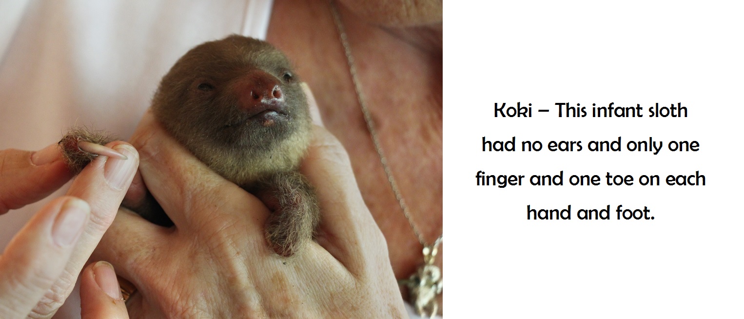 Sloth Deformities - a genetic study | Indiegogo