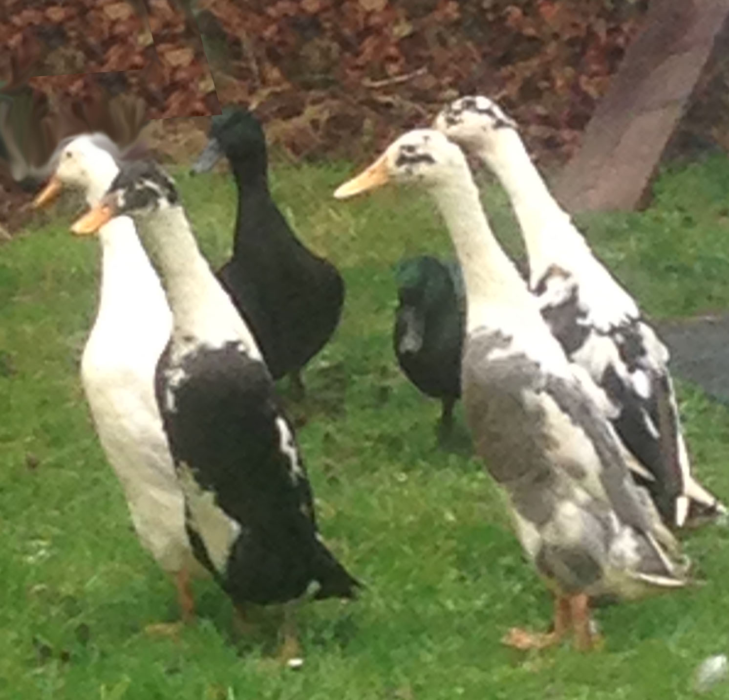 DuckPonics for Organic Vegtables and Fruit | Indiegogo