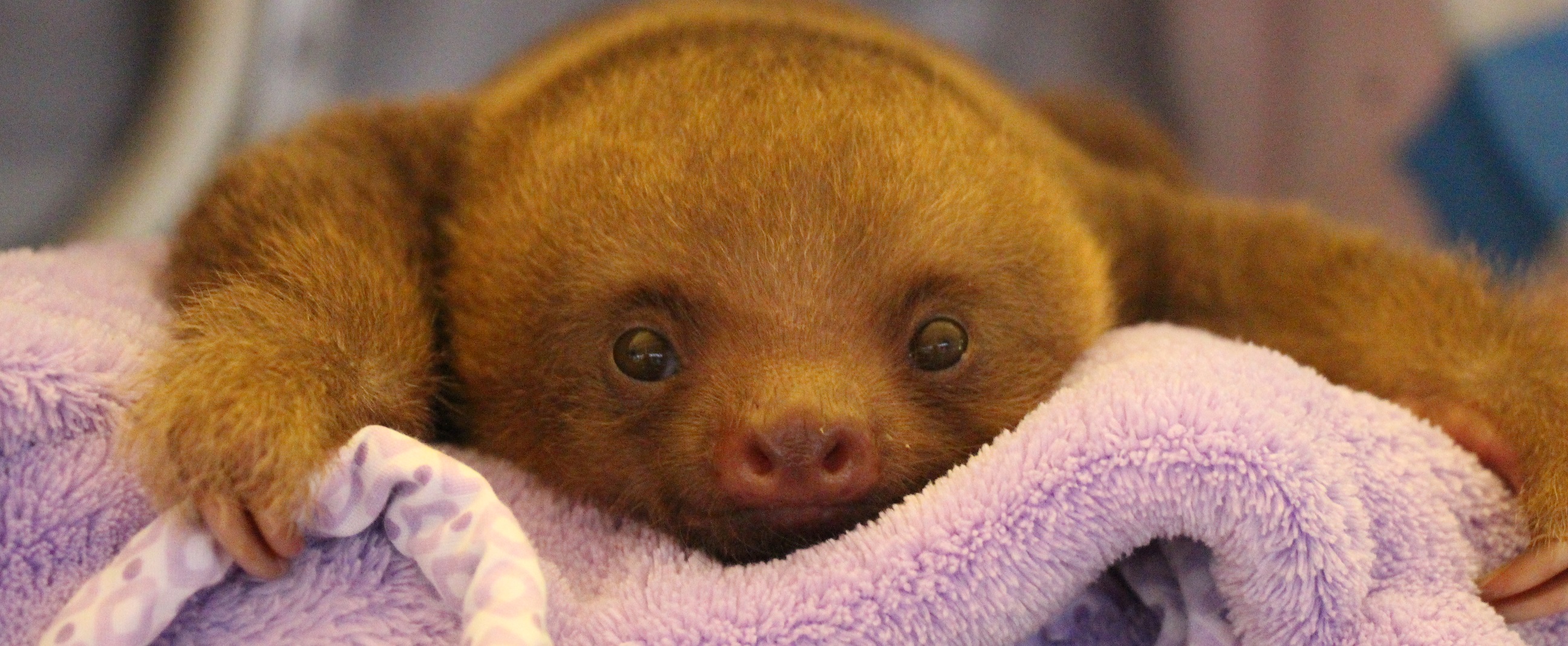 Save Our Sloths | Indiegogo