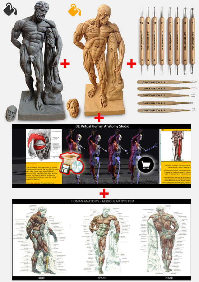 HIgh detailed écorché anatomical reference model. | Indiegogo