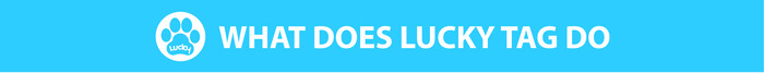 Lucky Tag: A Smart Way to Care For Your Dog | Indiegogo