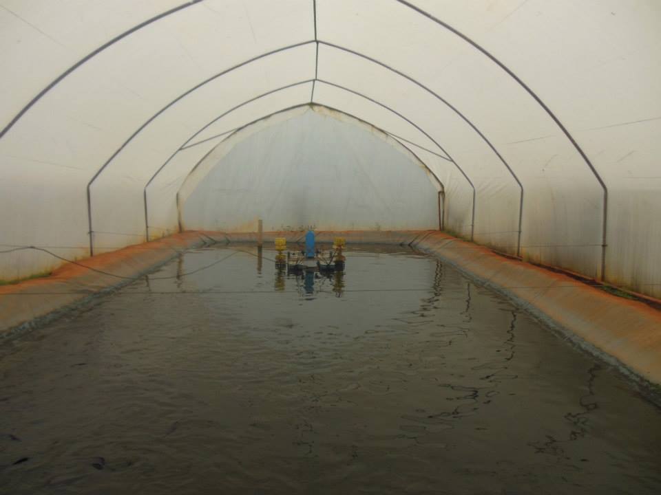 Baraka Fish Farm | Indiegogo