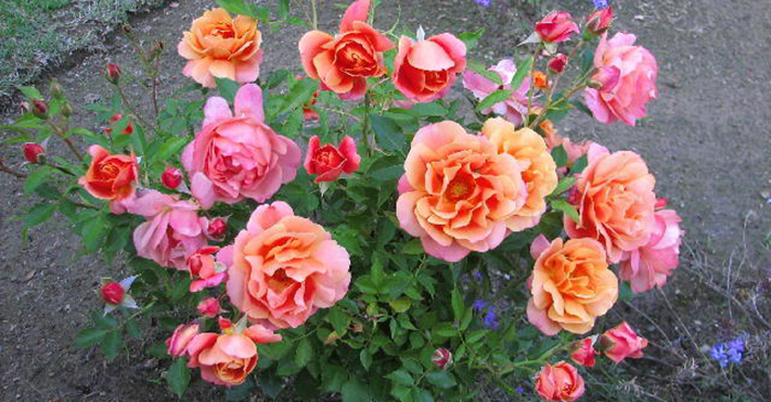 The Walt Disney Birthplace | Indiegogo