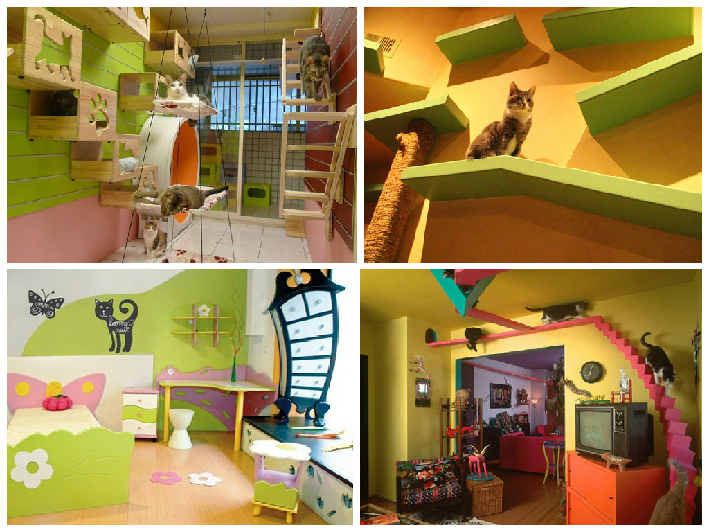 The Cat Club Rescue Center | Indiegogo