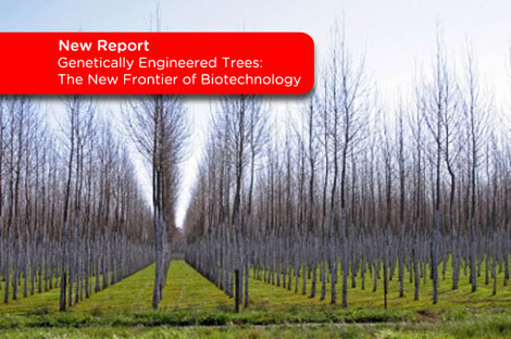 Synthetic Forests and The Dangers of GE Trees | Indiegogo