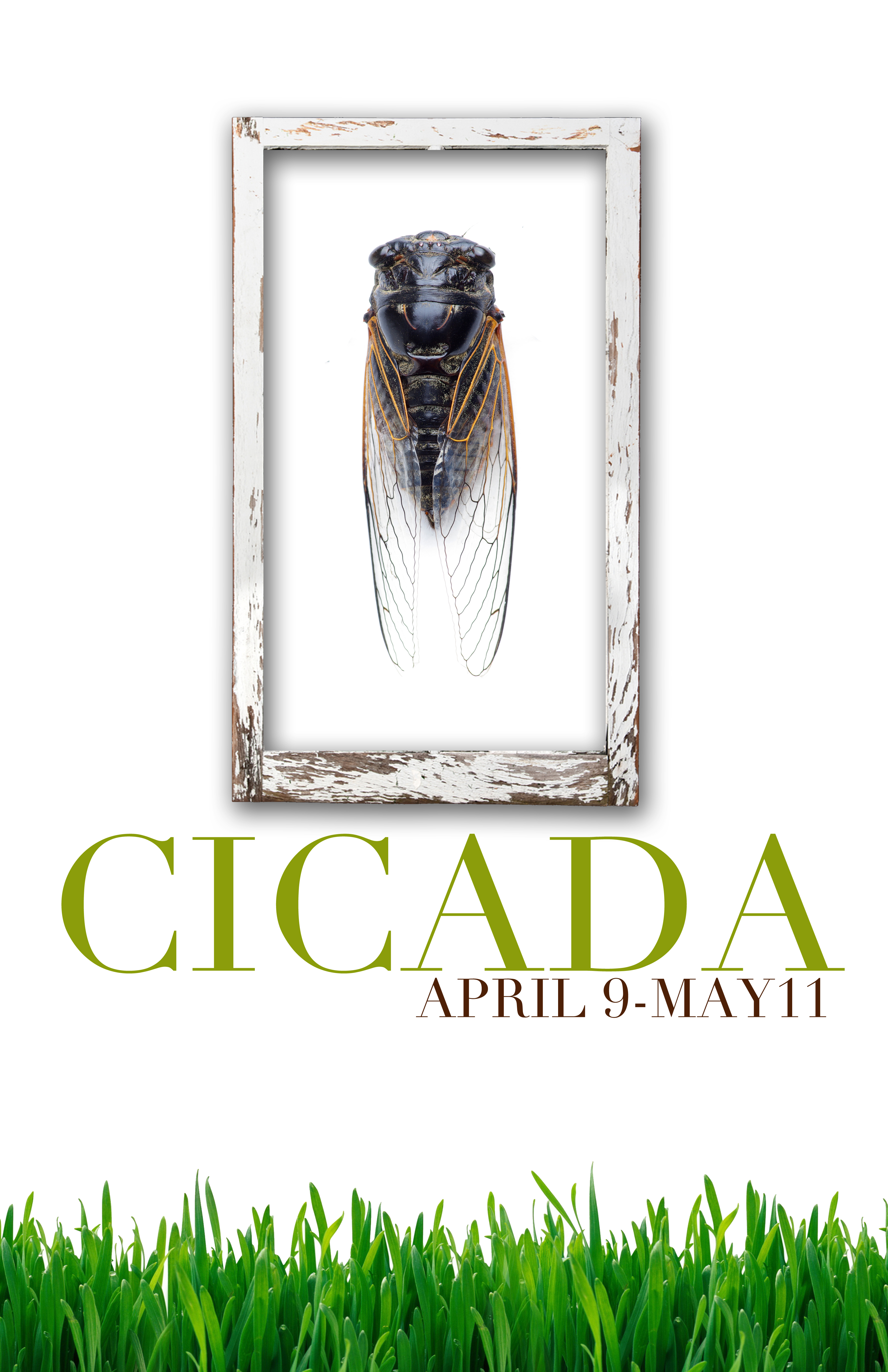 CICADA: the Chicago premiere | Indiegogo