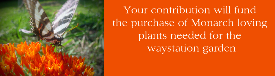 Monarch Butterfly Waystation Design Project | Indiegogo