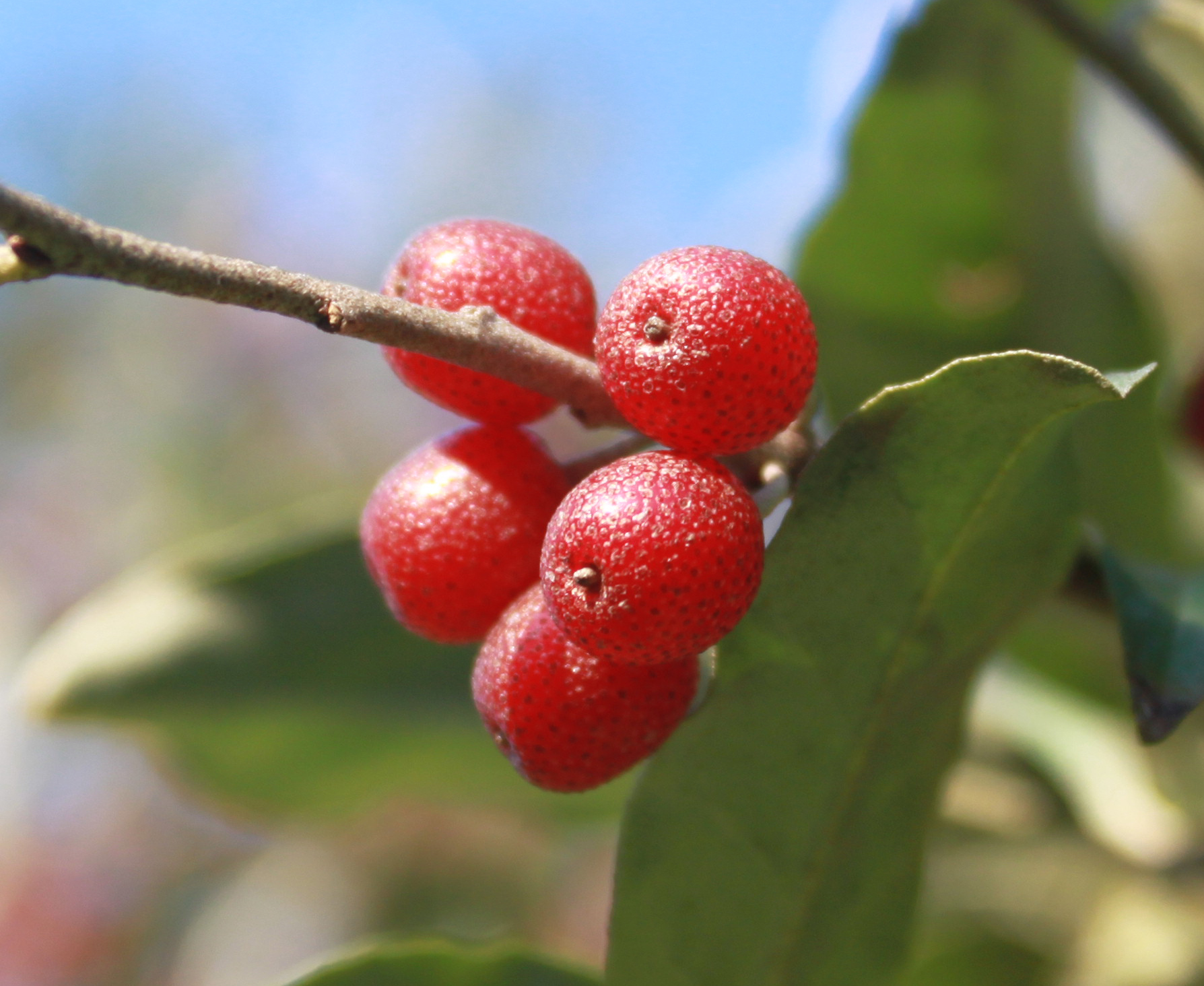 Make Jam, Not War -- Harvesting an Invasive Superfruit | Indiegogo