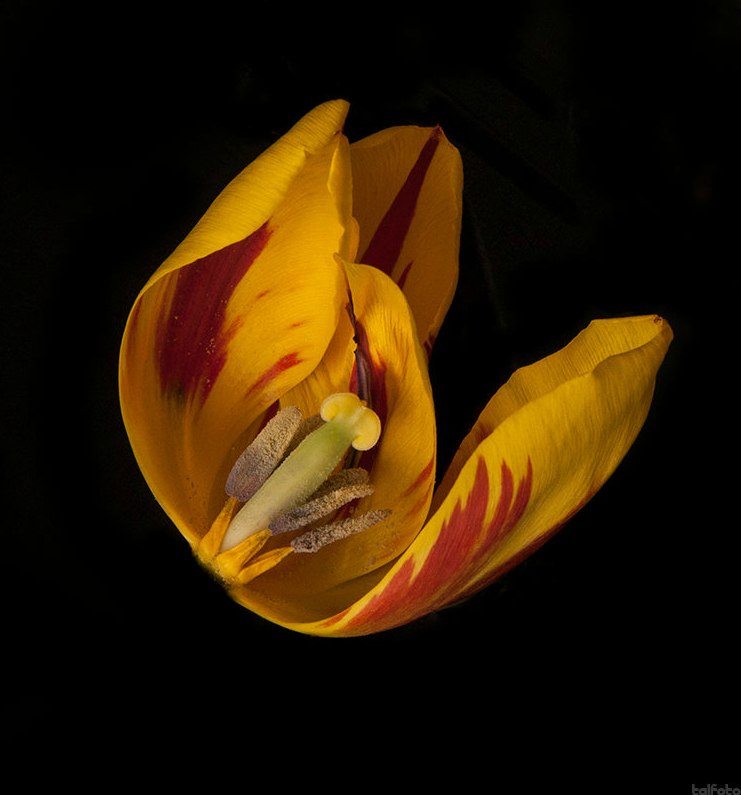 The Petal Project | Indiegogo