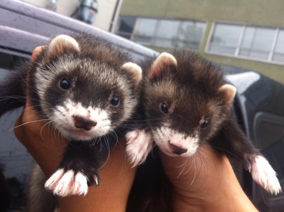 Santa's Little Ferrets | Indiegogo