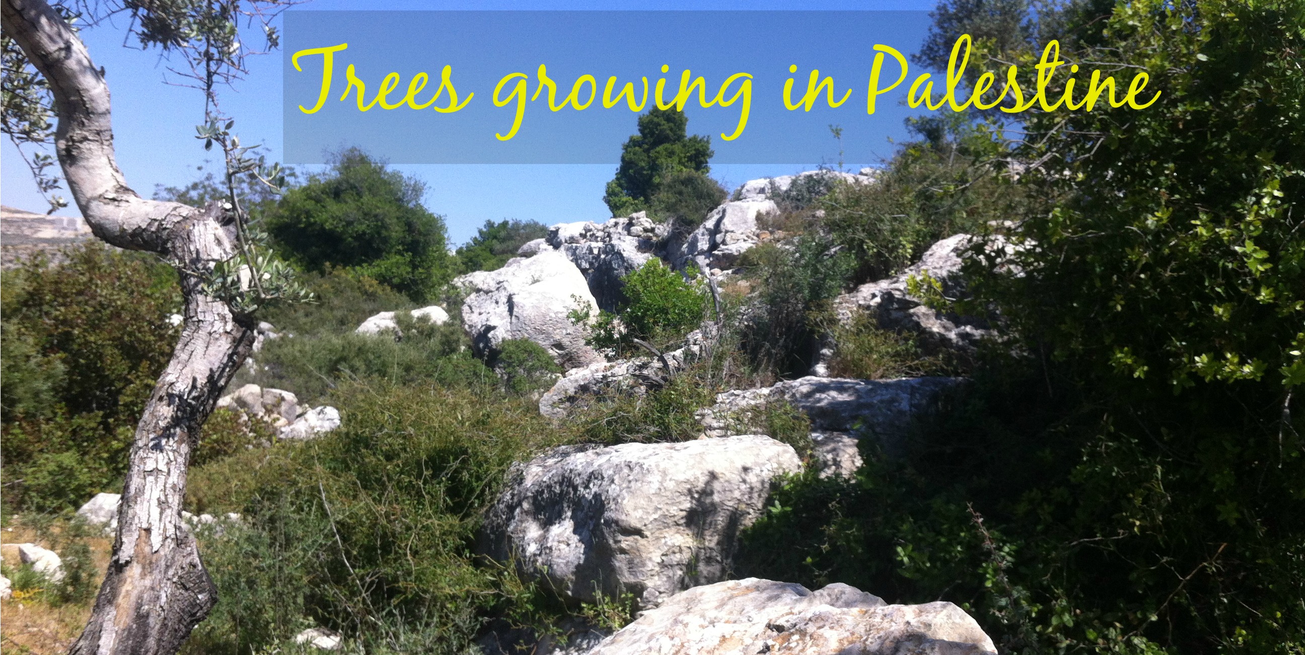 Forging a Sustainable, Green Palestine | Indiegogo