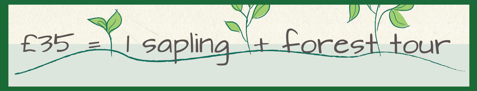 Sponsor a Sapling | Indiegogo