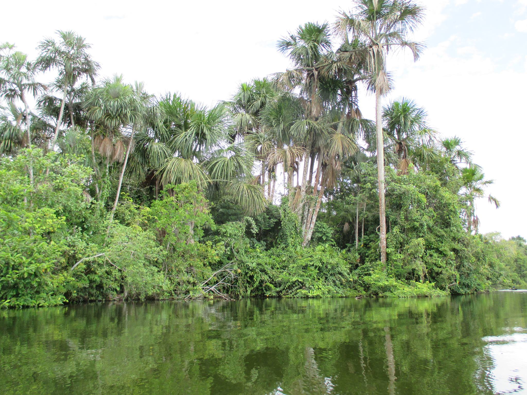 Amazon Research Center for Ornamental Fishes | Indiegogo